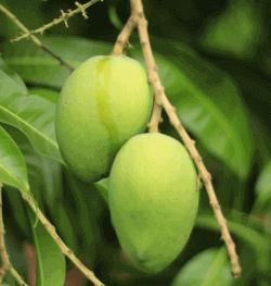 Buy Avakai Pickle Mango online | Raw Sour mangoes direct from farmers