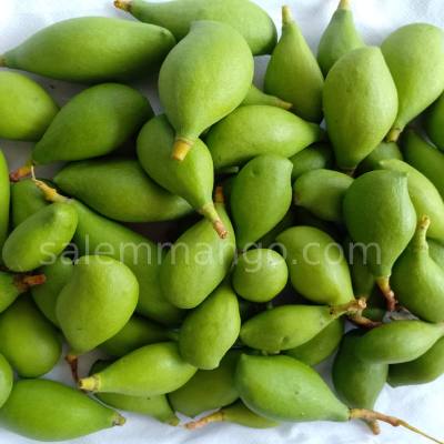 Buy Vadu Mango Online | Vadu Mangai Pickle mangoes at best price