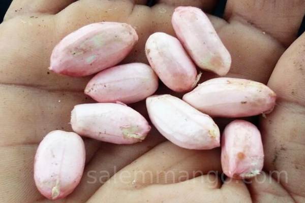 Buy Organic Groundnut (Peanut), 1kg online at best price in India