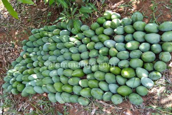 Imam Pasand Mango | Himayat Mango online from #1 Salemmango farmers