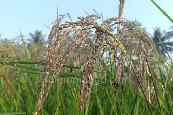 Buy Karuppu Kavuni Rice online | Traditional Black Rice from farmers
